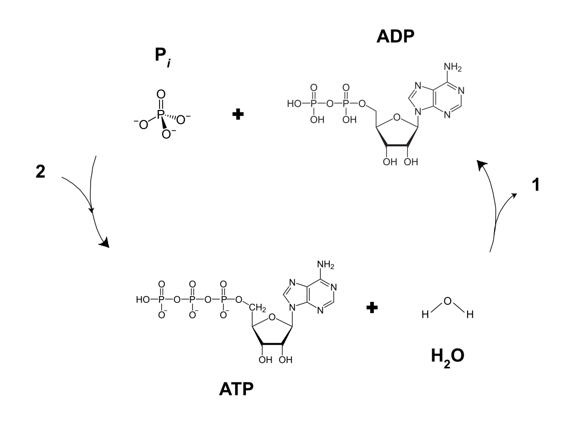 ملف:ATP-ADP.svg - المعرفة