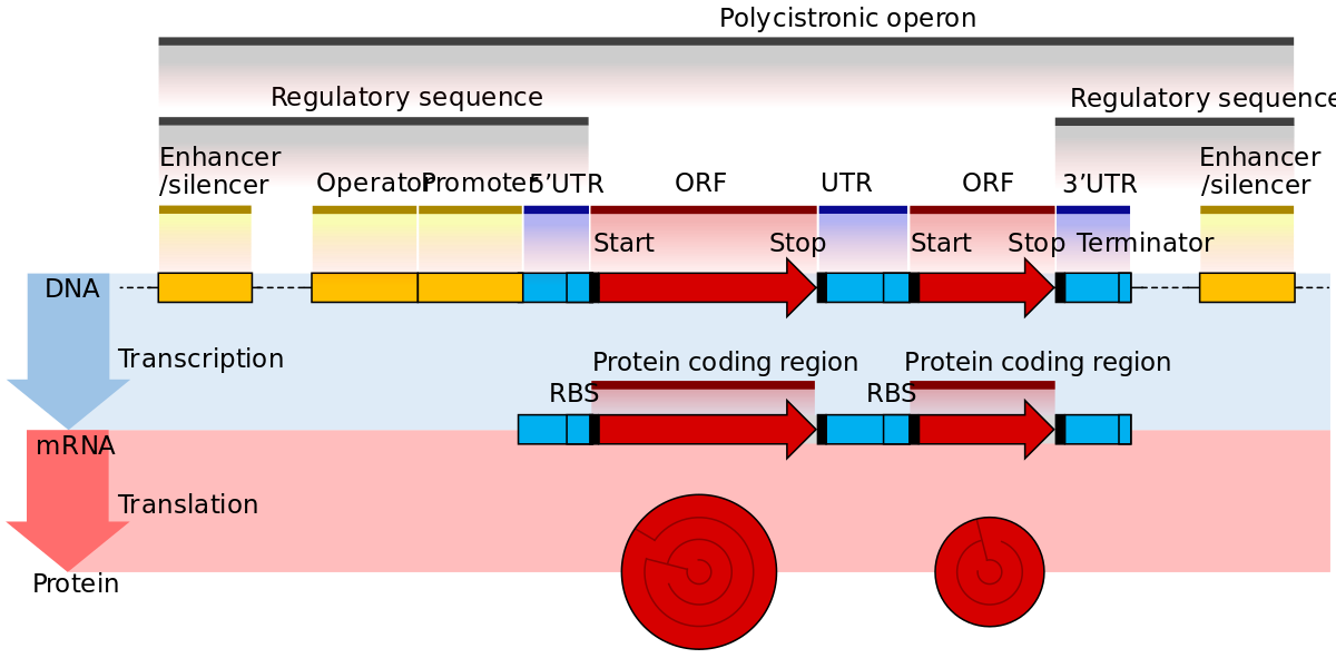 ملف:Gene structure prokaryote 2 annotated.svg - المعرفة