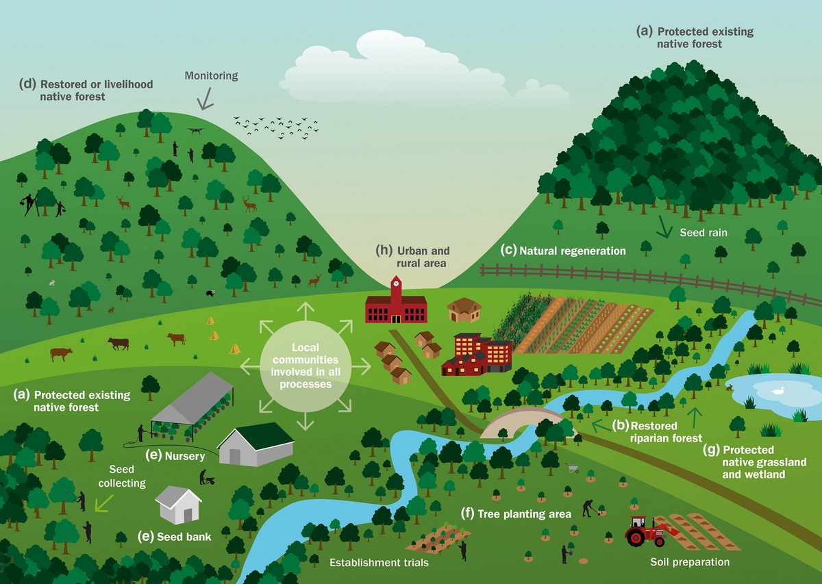ملف:Schematic view of a successful reforestation programme - Gcb15498 ...
