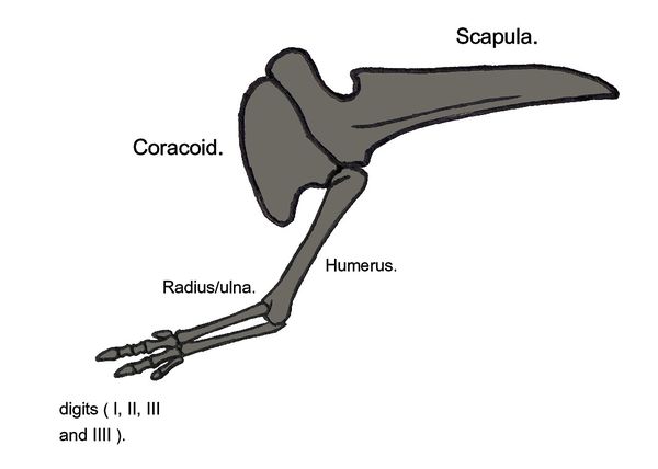 ليموصور - المعرفة